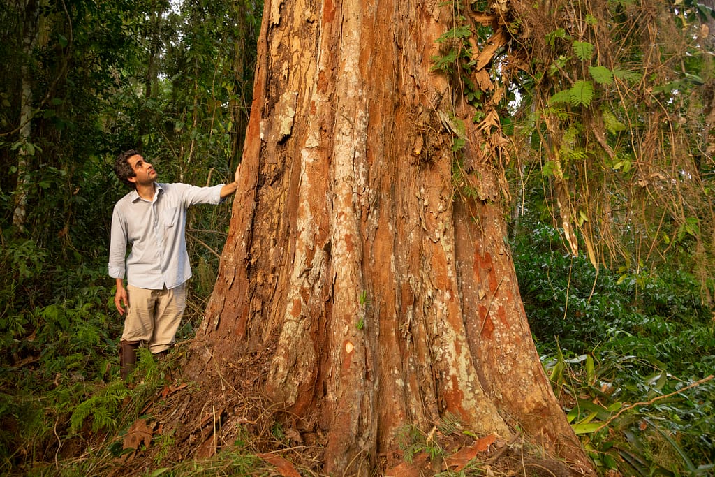 This year, make your tree a pernambuco - Trees of Music